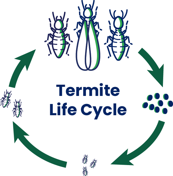 Termite Treatment Service in Indore | Reliable Solutions