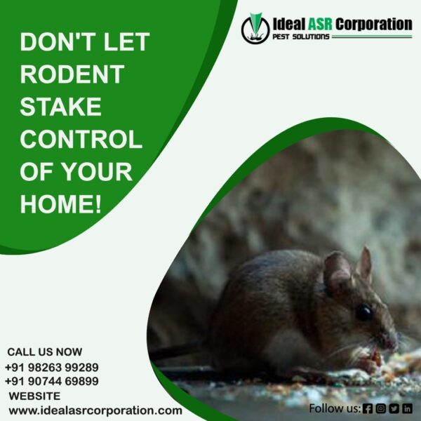 Best Rodent Control in Indore | Ideal ASR Corporation