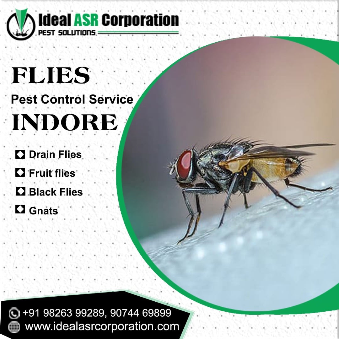 Best Flies Control Services Near Me | Ideal ASR Corporation